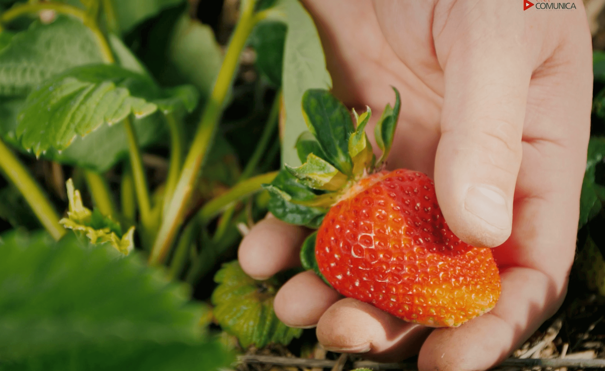 UNA Comunica - Hongo emergente amenaza producción de fresa